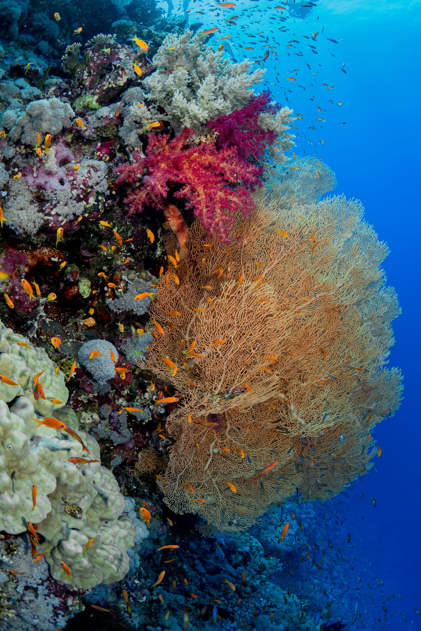 Coral Reef Leadership: Structure, Symbiosis, and the Power of ...